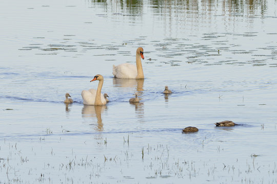 Cygnos Images – Browse 42 Stock Photos, Vectors, and Video | Adobe Stock