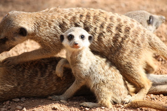 Suricati Images – Browse 79 Stock Photos, Vectors, and Video | Adobe Stock