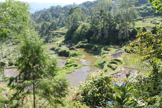 Risaie Images – Browse 947 Stock Photos, Vectors, and Video | Adobe Stock