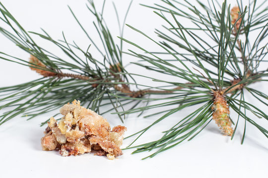 Galipot Images – Browse 83 Stock Photos, Vectors, and Video | Adobe Stock