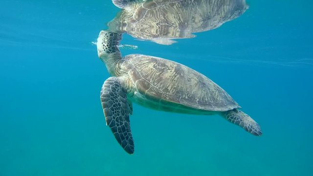 รูปภาพChelonia – เลือกดูภาพถ่ายสต็อก เวกเตอร์ และวิดีโอ26,651 | Adobe Stock