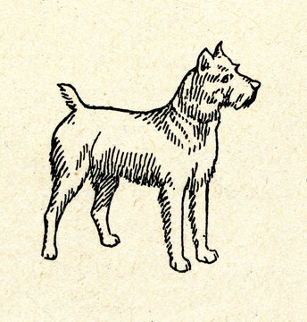 Snouter-Bilder: Stock-Fotos & -Videos. | Adobe Stock