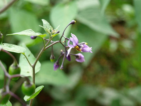 Nachtschatten Imagens – Procure 738 fotos, vetores e vídeos | Adobe Stock