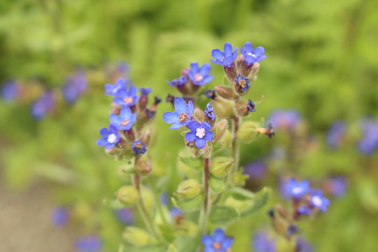 รูปภาพ"Italian Bugloss" – เลือกดูภาพถ่ายสต็อก เวกเตอร์ และวิดีโอ1,903 ...