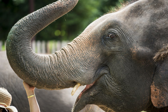 Indian Elephant Head Trunk Up