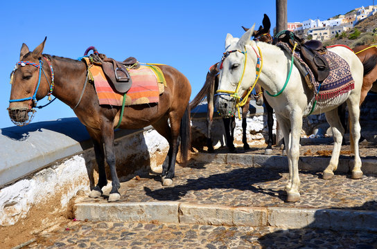 「Maultiere」の写真素材 | 86件の無料イラスト画像 | Adobe Stock