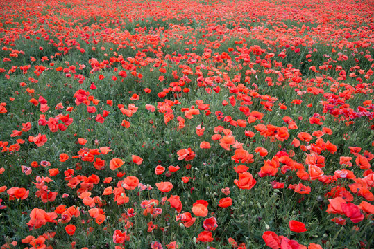 「Mohnblumenwiese」の画像 - 432 件の Stock 写真、ベクターおよびビデオ | Adobe Stock