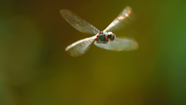 Dragonfly Flying Slow Motion