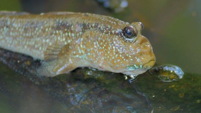 「Mudfish」の画像 - 124 件の Stock 写真、ベクターおよびビデオ | Adobe Stock