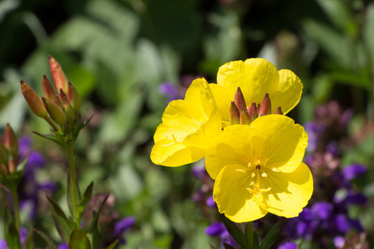 Sundrop Images – Parcourir 1,050 le catalogue de photos, vecteurs et ...