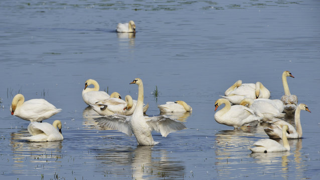 Cygnos Images – Browse 42 Stock Photos, Vectors, and Video | Adobe Stock