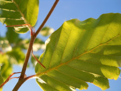 Buchenbaum bilder – Bläddra bland 281 stockfoton, vektorer och videor ...