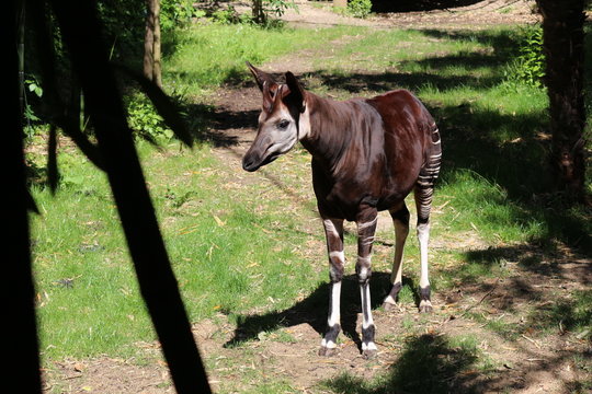Imágenes de Mondonga: descubre bancos de fotos, ilustraciones, vectores ...