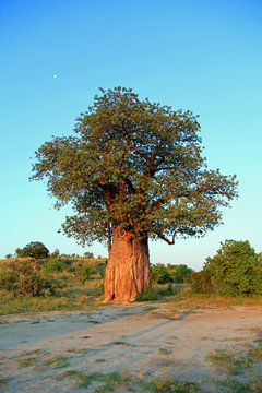 รูปภาพAffenbrotbaum – เลือกดูภาพถ่ายสต็อก เวกเตอร์ และวิดีโอ688 | Adobe ...