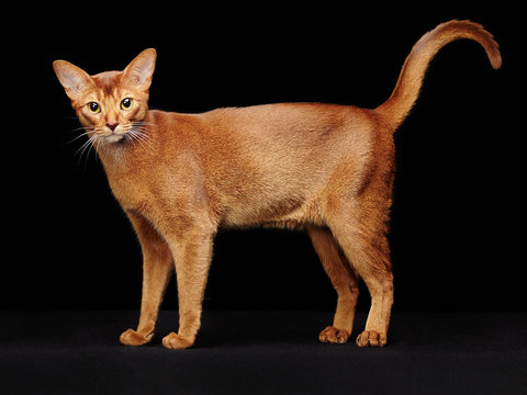 รูปภาพAbyssinian – เลือกดูภาพถ่ายสต็อก เวกเตอร์ และวิดีโอ14,135 | Adobe ...