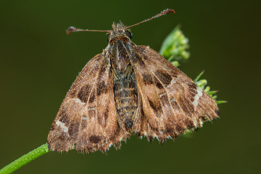 รูปภาพFalena – เลือกดูภาพถ่ายสต็อก เวกเตอร์ และวิดีโอ1,328 | Adobe Stock
