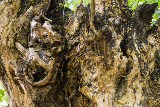 Rinden bilder – Bläddra bland 317 stockfoton, vektorer och videor ...