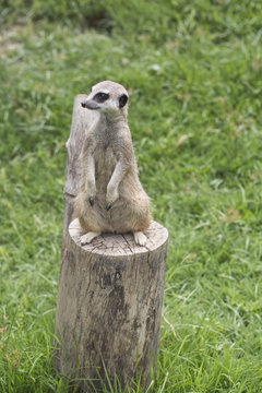 Mirket-Bilder: Stock-Fotos & -Videos. | Adobe Stock