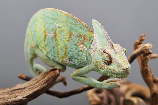 รูปภาพSaurien – เลือกดูภาพถ่ายสต็อก เวกเตอร์ และวิดีโอ910 | Adobe Stock