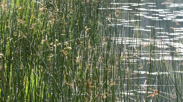 Canneto Immagini - Sfoglia 3,007 foto, vettoriali e video Stock | Adobe ...