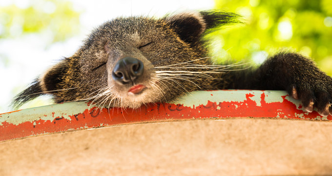รูปภาพBearcat – เลือกดูภาพถ่ายสต็อก เวกเตอร์ และวิดีโอ5,096 | Adobe Stock