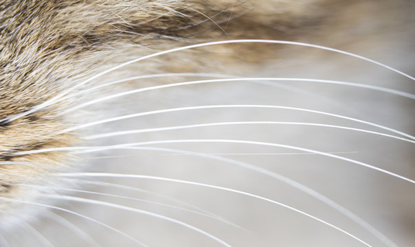 Cat Whiskers Bilder – Durchsuchen 424,469 Archivfotos, Vektorgrafiken ...
