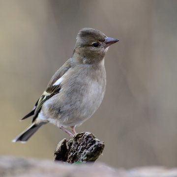 59 BEST Fringuelli IMAGES, STOCK PHOTOS & VECTORS | Adobe Stock