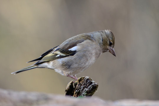 59 BEST Fringuelli IMAGES, STOCK PHOTOS & VECTORS | Adobe Stock