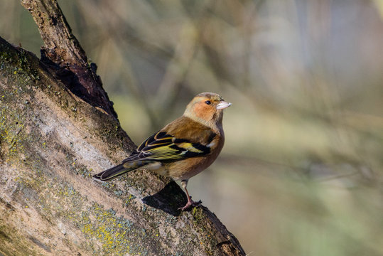 59 BEST Fringuelli IMAGES, STOCK PHOTOS & VECTORS | Adobe Stock