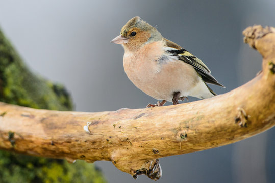 59 BEST Fringuelli IMAGES, STOCK PHOTOS & VECTORS | Adobe Stock