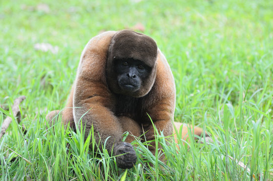 Chorongo Images – Browse 50 Stock Photos, Vectors, and Video | Adobe Stock