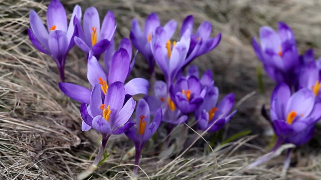 Crocus Video Footage – Browse 5,836 HD Stock Video and Footage | Adobe ...