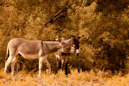 รูปภาพJackasses – เลือกดูภาพถ่ายสต็อก เวกเตอร์ และวิดีโอ7,255 | Adobe Stock