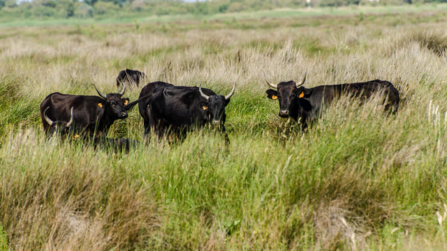 รูปภาพStiere – เลือกดูภาพถ่ายสต็อก เวกเตอร์ และวิดีโอ301 | Adobe Stock