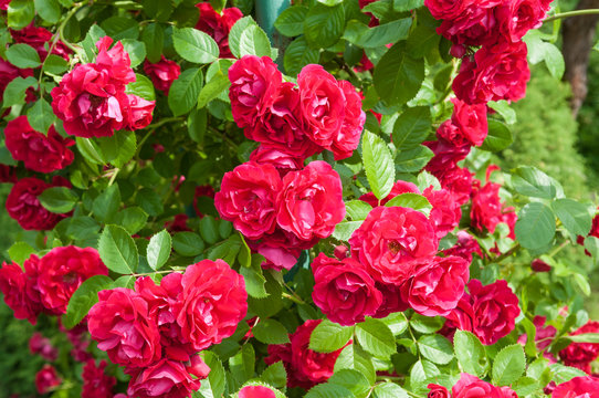 Buschrosen Bilder – Durchsuchen 230,421 Archivfotos, Vektorgrafiken und ...