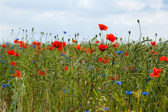 รูปภาพMohnwiese – เลือกดูภาพถ่ายสต็อก เวกเตอร์ และวิดีโอ887 | Adobe Stock