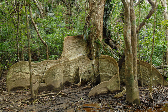 Subtropen Bilder – Durchsuchen 26,166 Archivfotos, Vektorgrafiken und ...