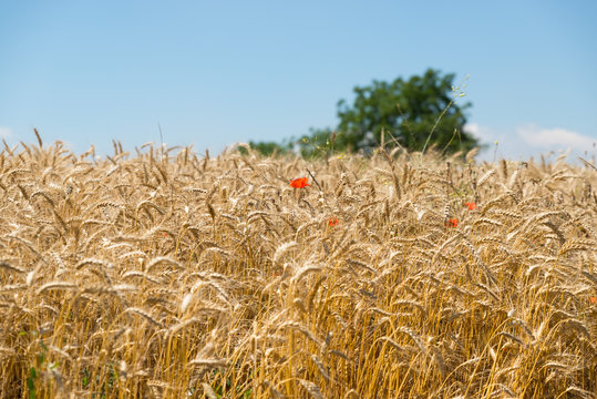 "Campi Coltivati"-Bilder: Stock-Fotos & -Videos. | Adobe Stock