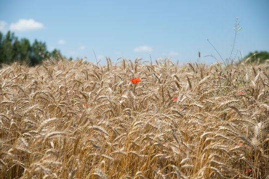 "Campi Coltivati"-Bilder: Stock-Fotos & -Videos. | Adobe Stock