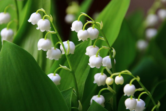Muguet Images – Parcourir 44,285 le catalogue de photos, vecteurs et ...