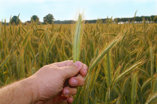 Zerealien bilder – Bläddra bland 925 stockfoton, vektorer och videor ...