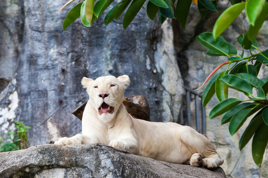 Lionees Images – Browse 529 Stock Photos, Vectors, and Video | Adobe Stock