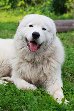 รูปภาพMaremmano – เลือกดูภาพถ่ายสต็อก เวกเตอร์ และวิดีโอ1,153 | Adobe Stock