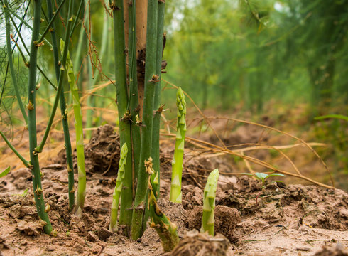 32 BEST Frood IMAGES, STOCK PHOTOS & VECTORS | Adobe Stock