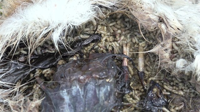 รูปภาพDecomposition – เลือกดูภาพถ่ายสต็อก เวกเตอร์ และวิดีโอ28,619 ...