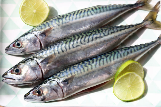 「Makrelen」の写真素材 | 570件の無料イラスト画像 | Adobe Stock