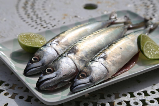 Makrelen Imagens – Procure 568 fotos, vetores e vídeos | Adobe Stock