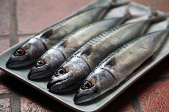 Makrelen Imagens – Procure 568 fotos, vetores e vídeos | Adobe Stock