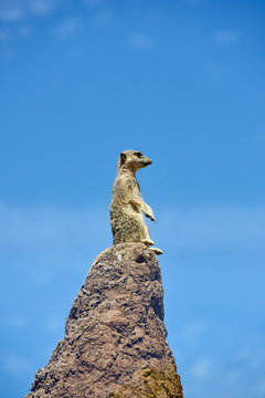 Look-Out Images – Browse 152,886 Stock Photos, Vectors, and Video ...