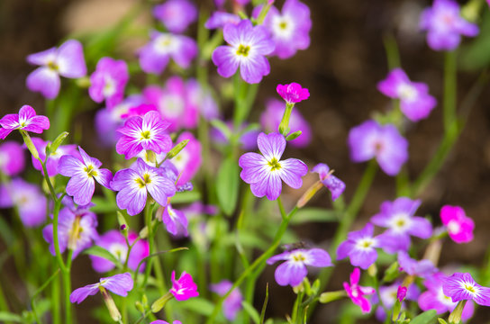 รูปภาพAnnuel – เลือกดูภาพถ่ายสต็อก เวกเตอร์ และวิดีโอ3,970 | Adobe Stock